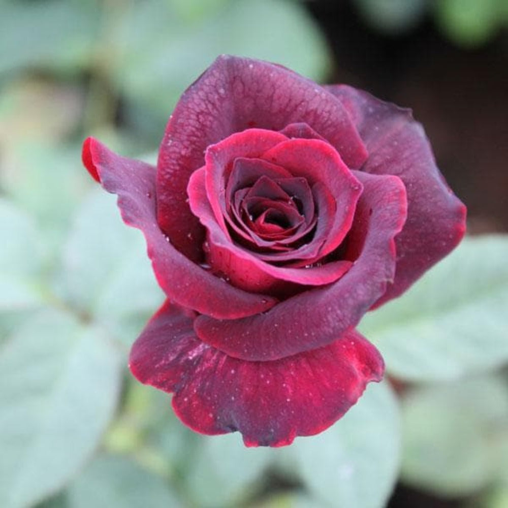 Rose (Maroon) – Plant – Puspita Nursery