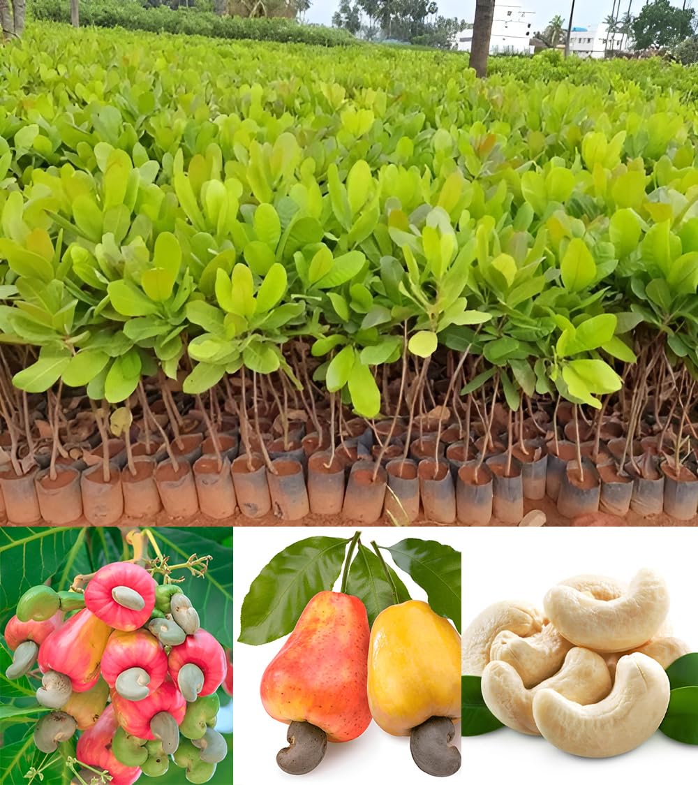 Puspita Nursery Cashew Plant: A Nut-Bearing Tropical Wonder
